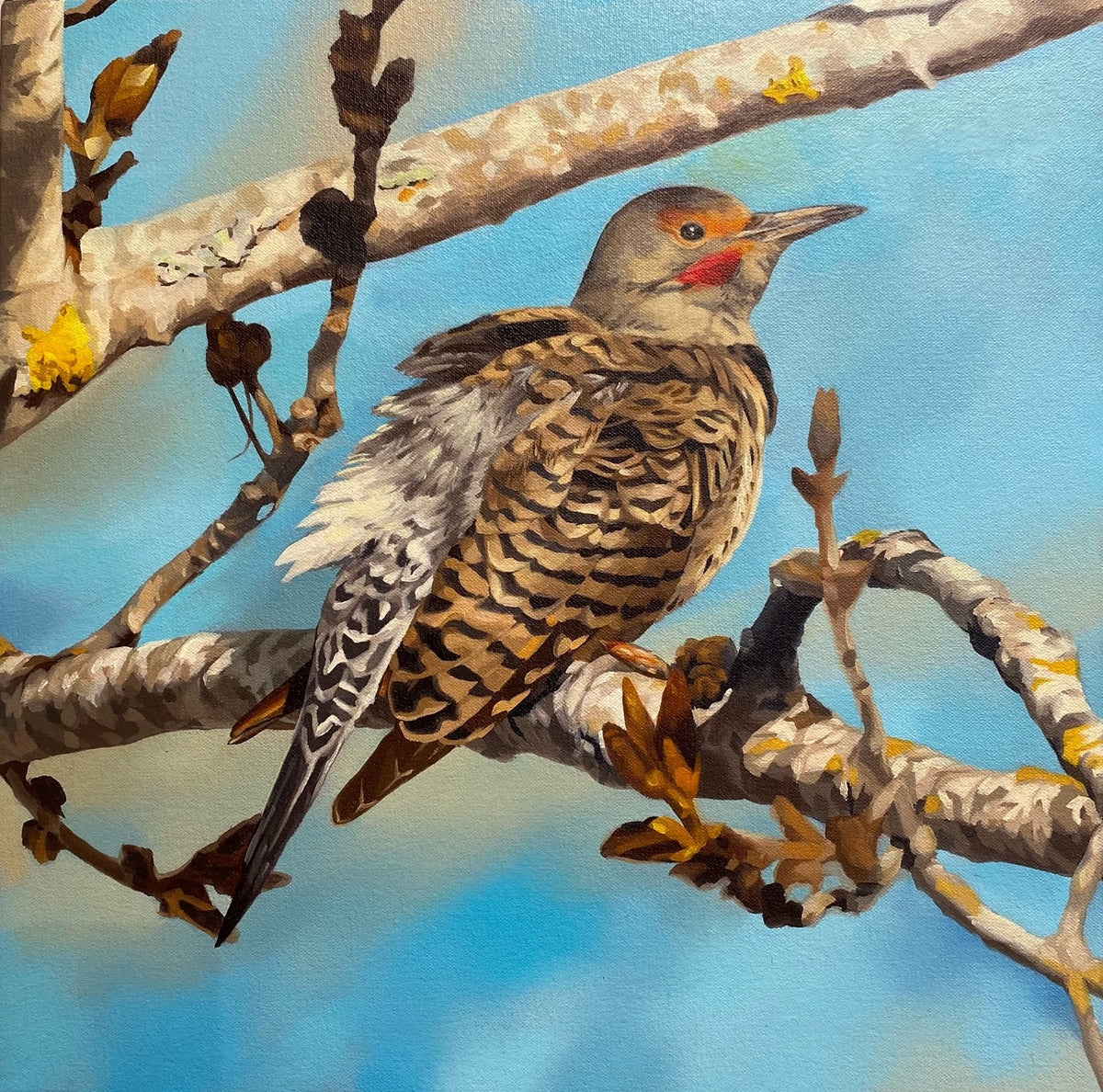 Northern Flicker - David Rice – Archimedes Gallery